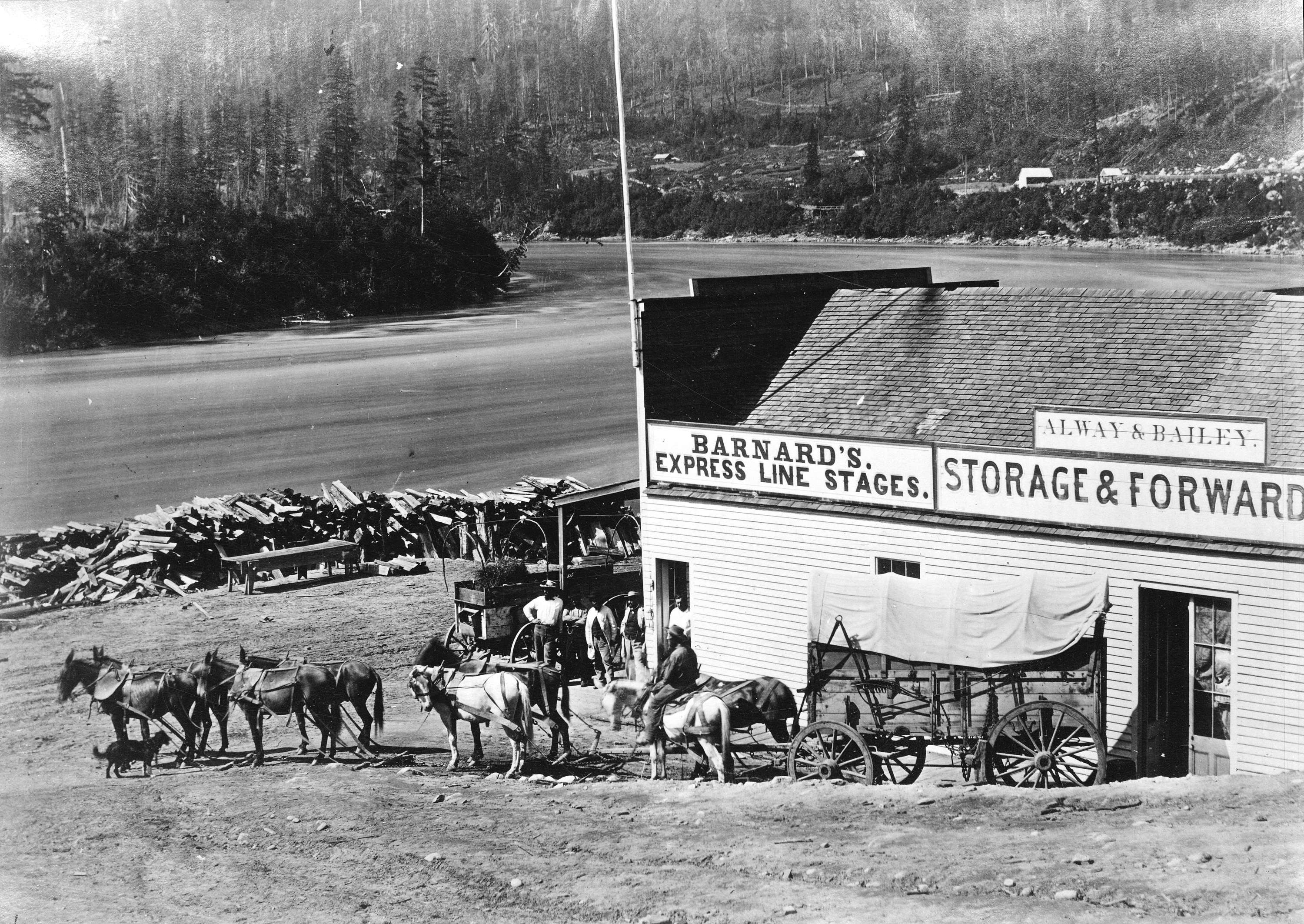 Mule Train at Yale starting for the Cariboo_1868 – BC Gold Adventures