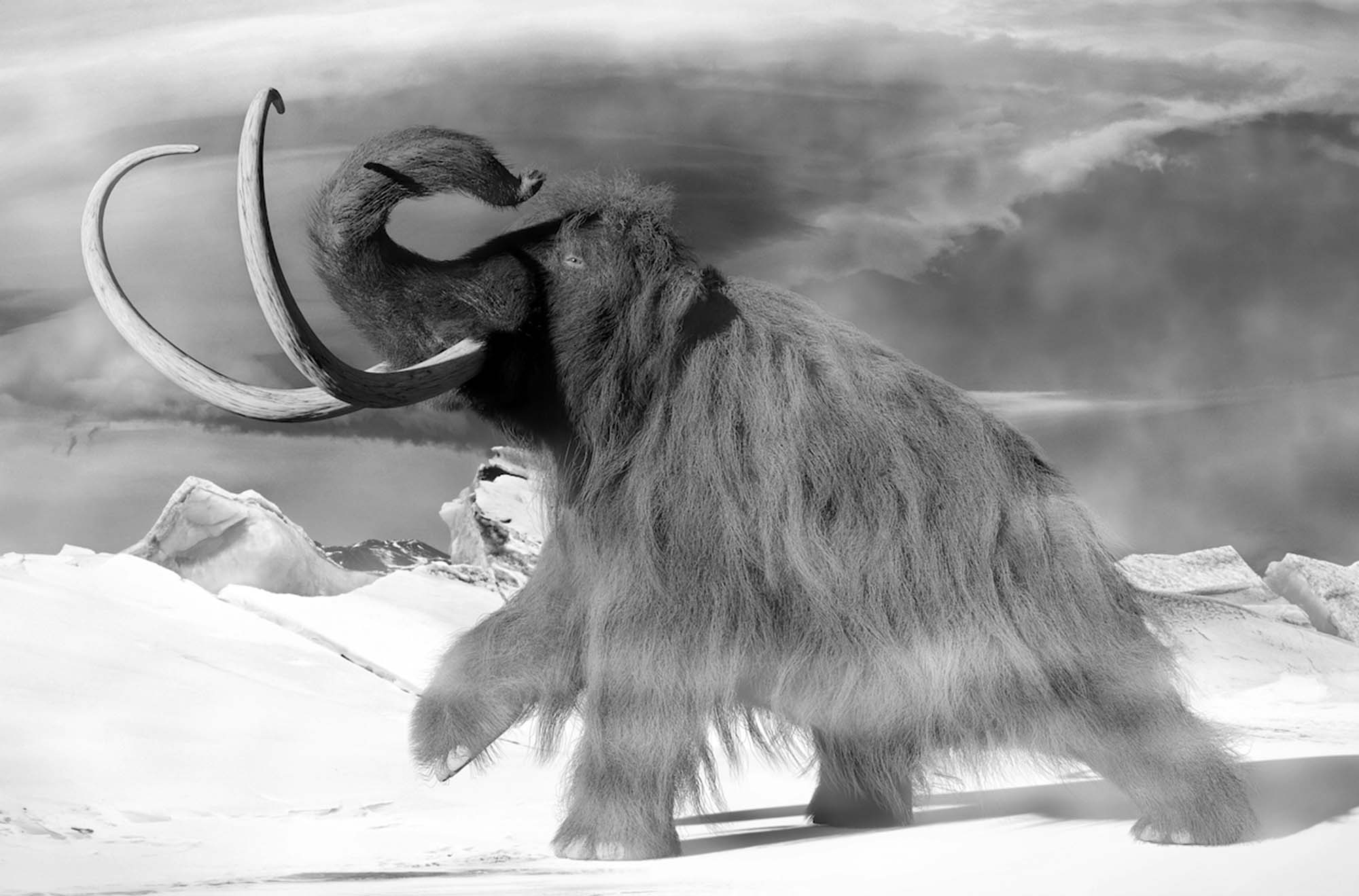 mammoth_01 – BC Gold Adventures