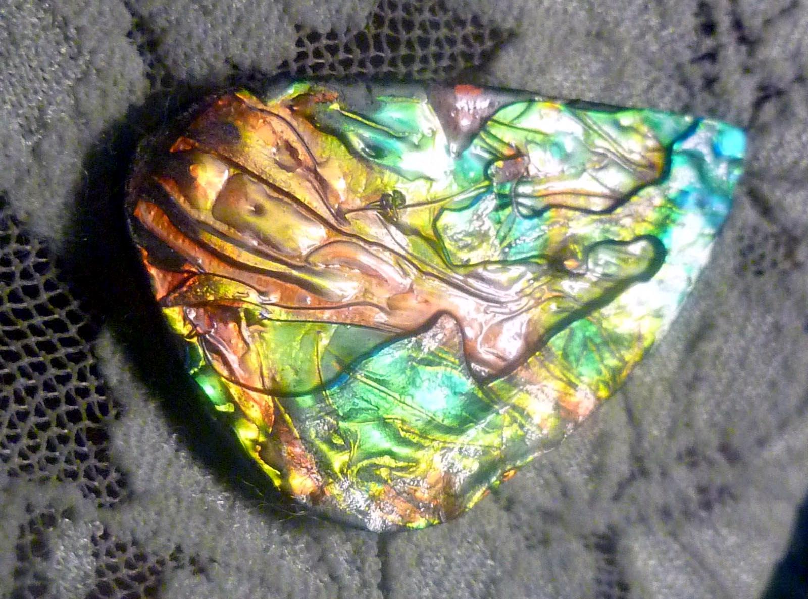 Ammolite – BC Gold Adventures